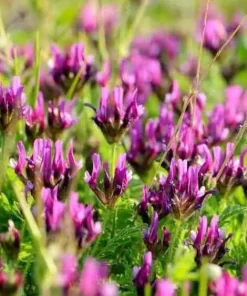 Shtesë organike me Astragalus: 500mg – 100 kapsula – Mbështetje imunitare